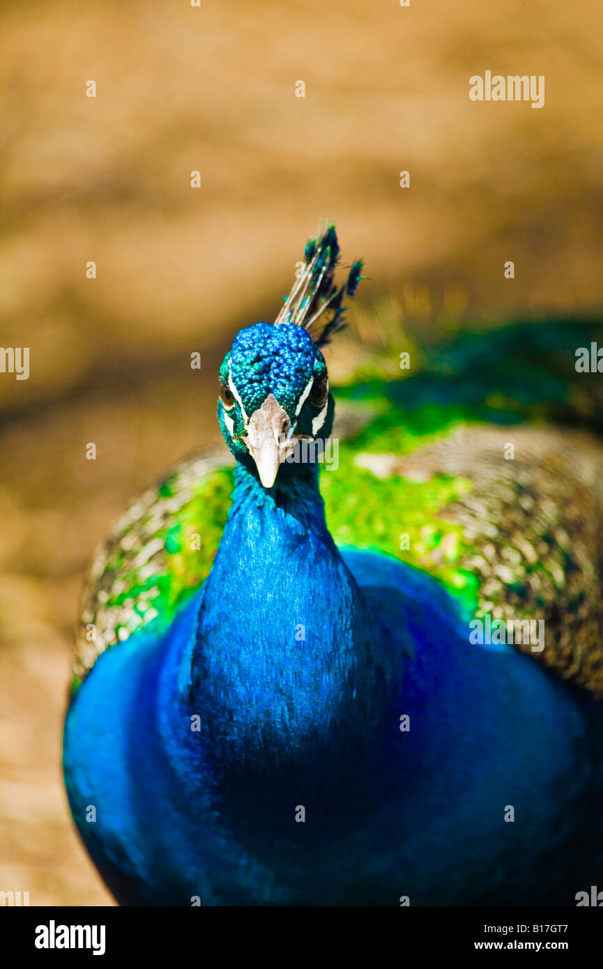 Indianbluepeacock High Resolution Stock Photography and Images - Alamy