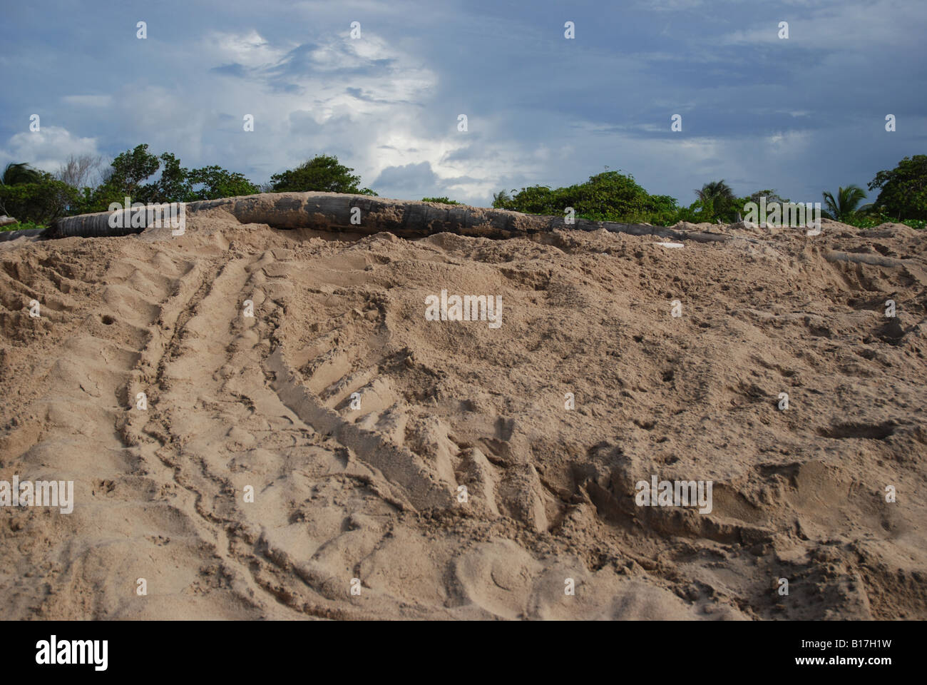 leatherback track on the beach les Hattes Guyane française Stock Photo ...