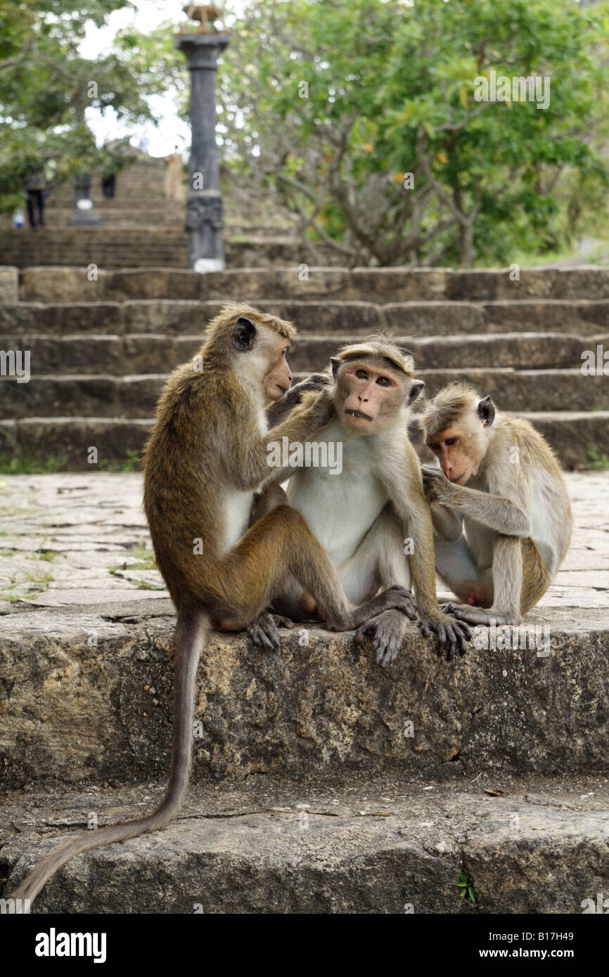Monkey Stairs High Resolution Stock Photography and Images - Alamy