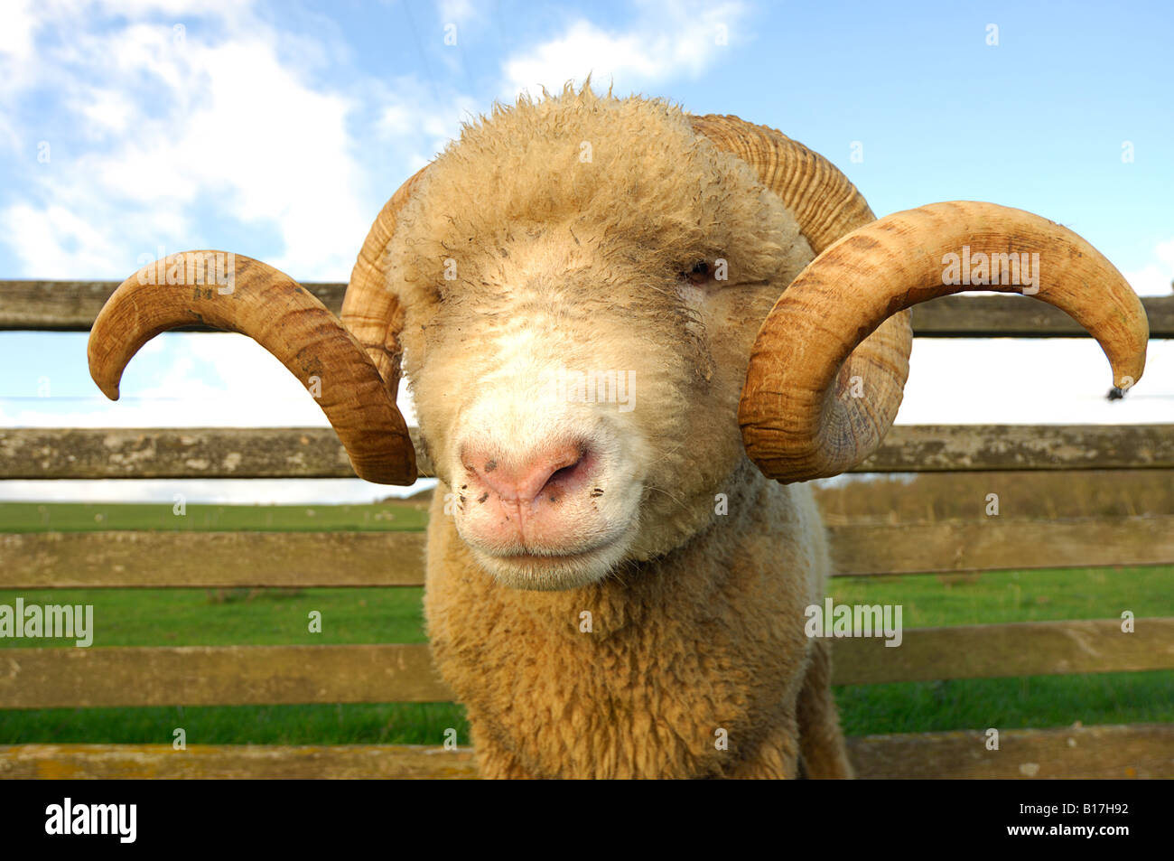 Dorset horn sheep hi-res stock photography and images - Alamy