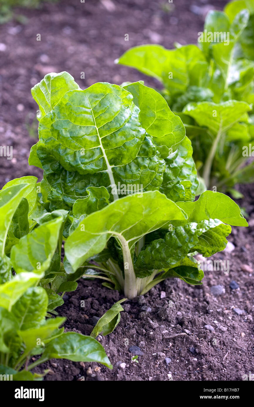 Perpetual swiss chard hi-res stock photography and images - Alamy