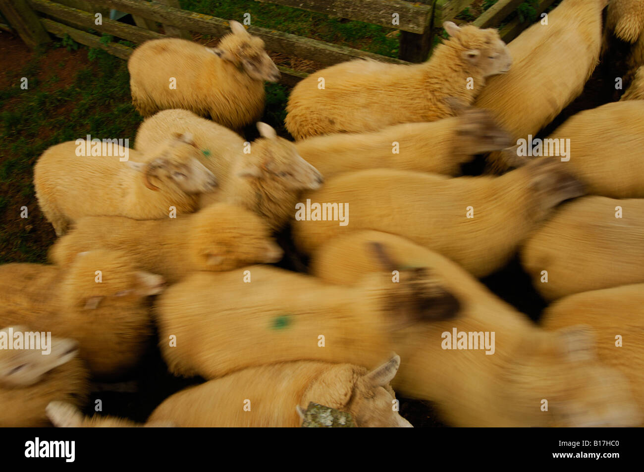 Escaping sheep hi-res stock photography and images - Alamy