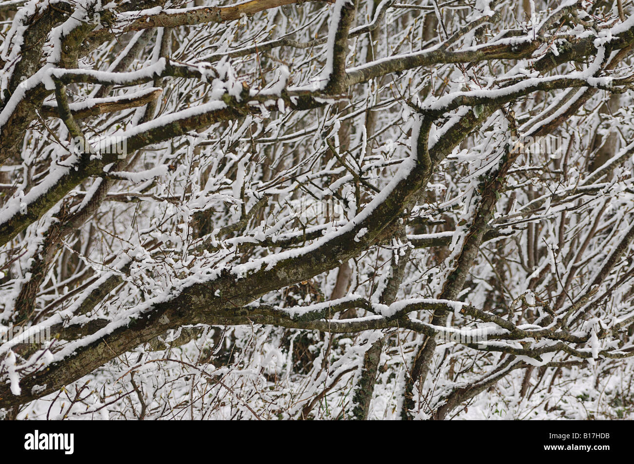 Branches diagonal hi-res stock photography and images - Alamy