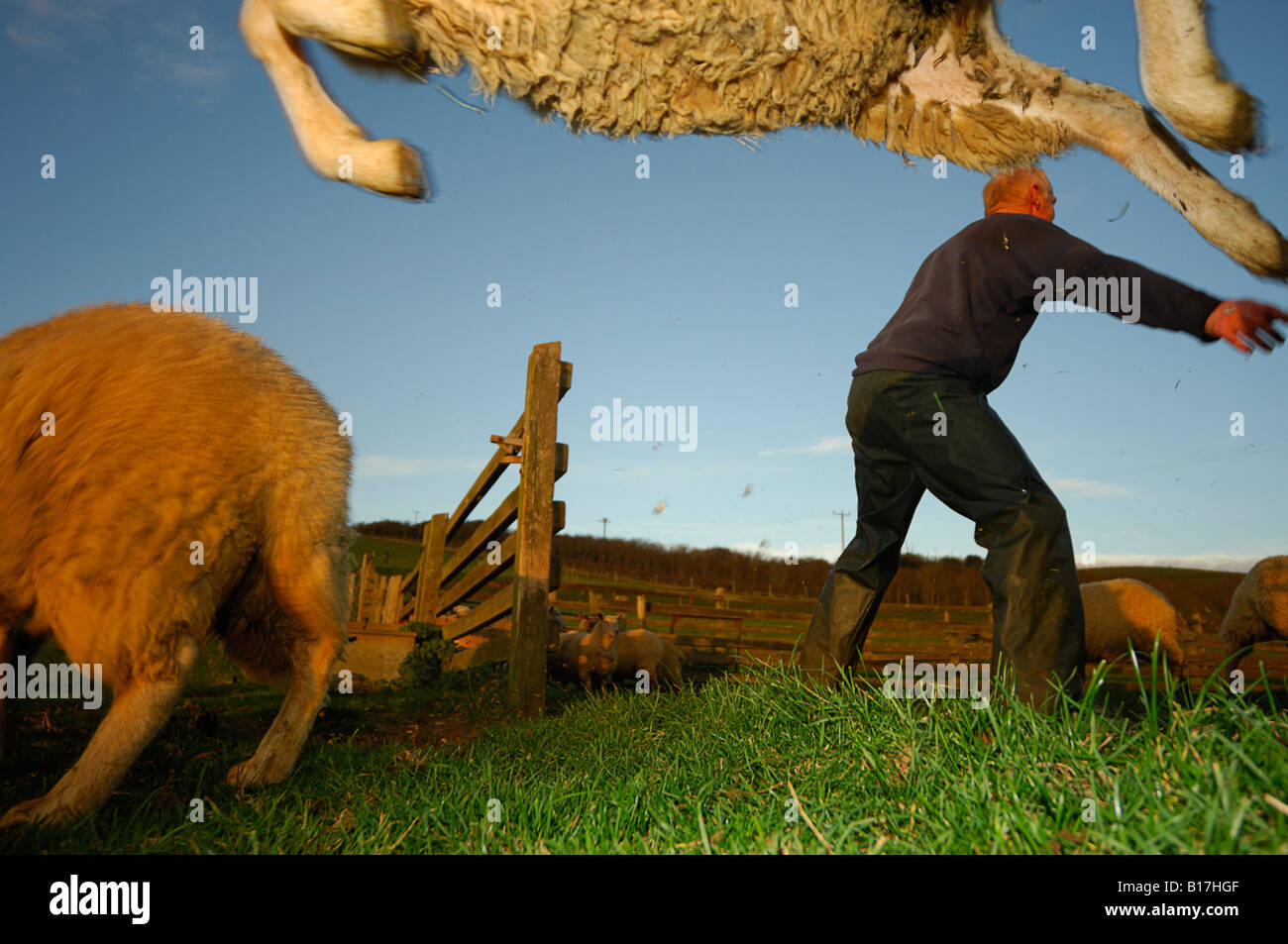 Jumping sheep hi-res stock photography and images - Alamy