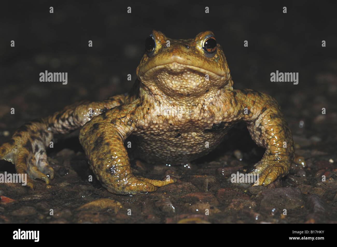 Toad at night hi-res stock photography and images - Alamy