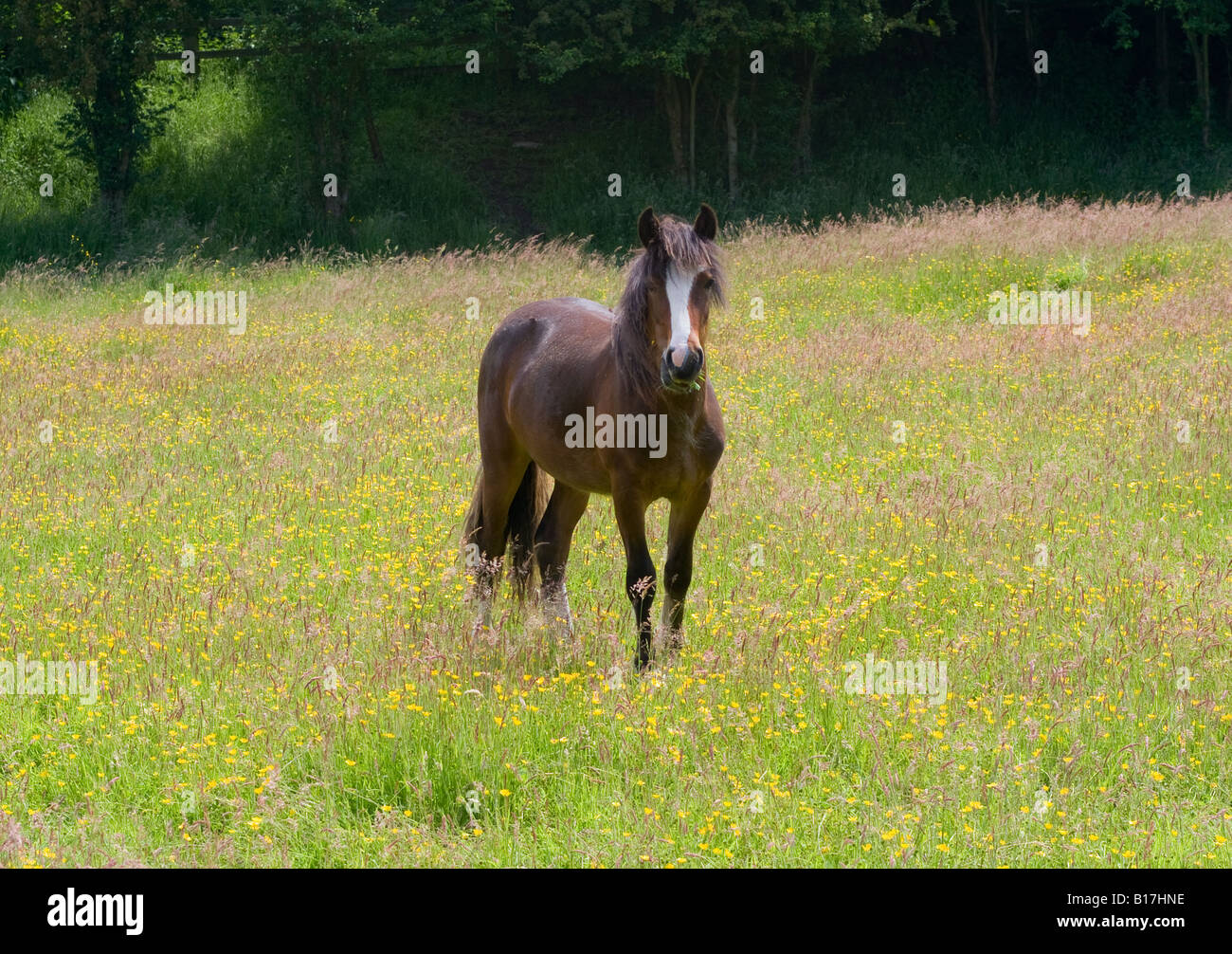Young Horse in Rich Pasture Field Full of Buttercups and Grass near ...