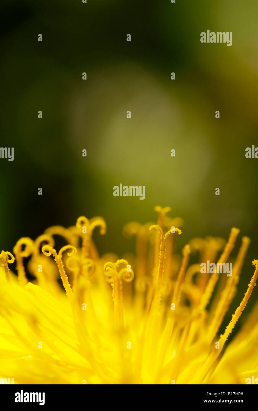 Dandelion flower (taraxacum officinale) detail Stock Photo - Alamy