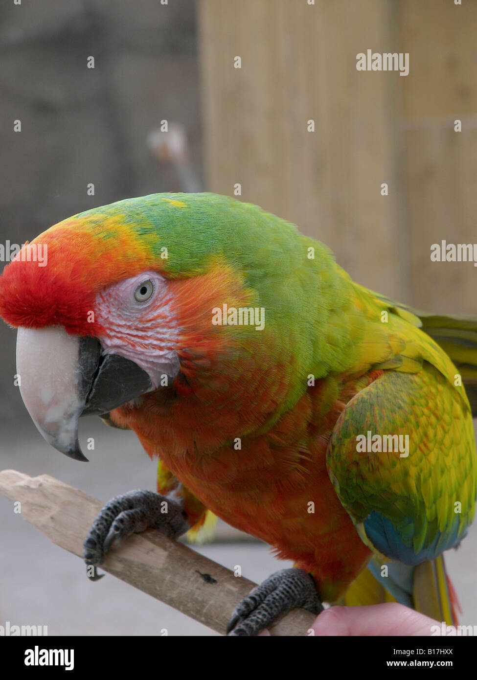 parrot bird brightly coloured color colour colored Stock Photo - Alamy