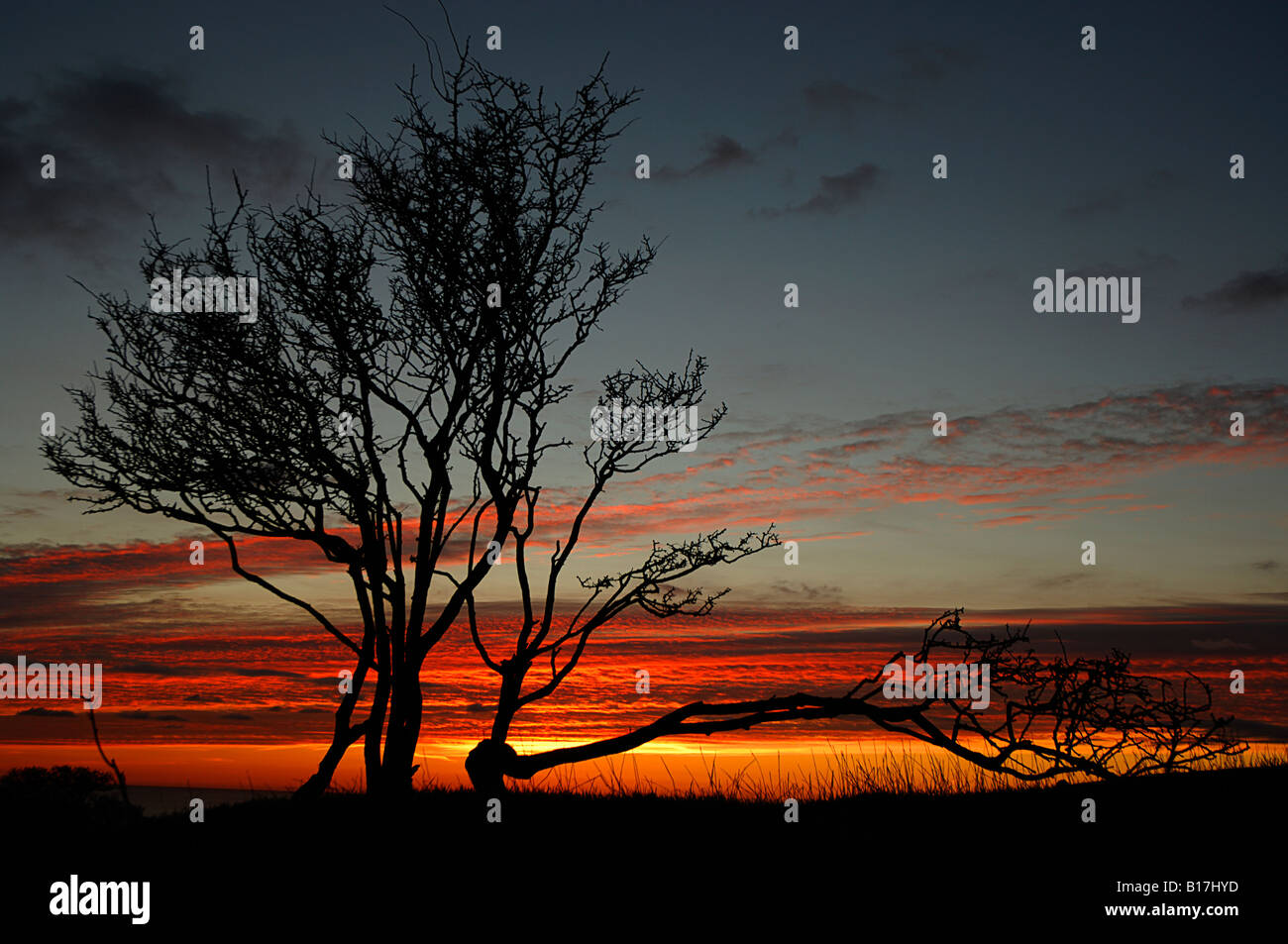 Tree silhouette in sunset Stock Photo - Alamy