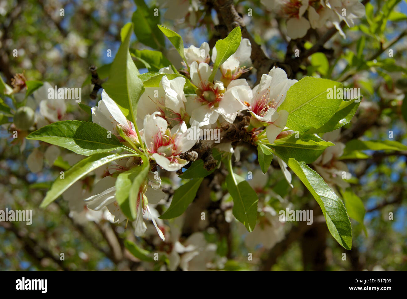 Prunus amygdalus batsch amygdalus communis l amygdalus dulcis nobody ...