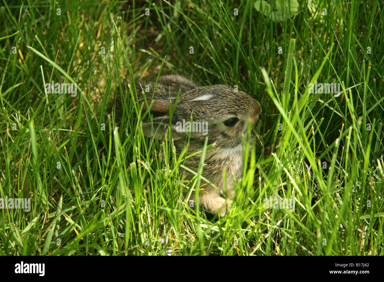 Eastern Cottontail rabbit kitten hiding in tall grass Stock Photo - Alamy