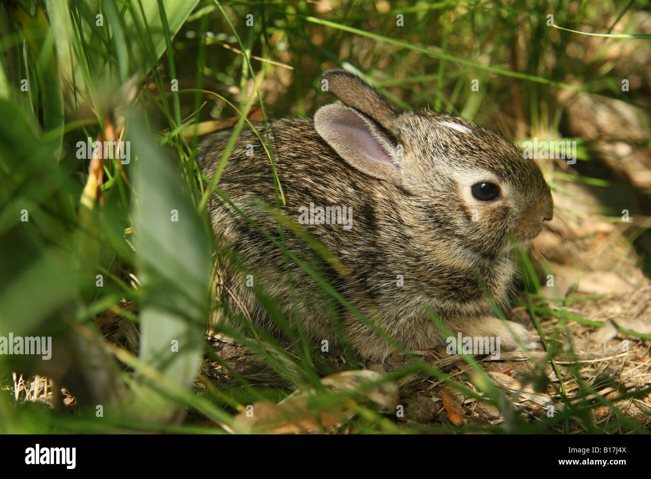 Rabbit eyes hi-res stock photography and images - Alamy