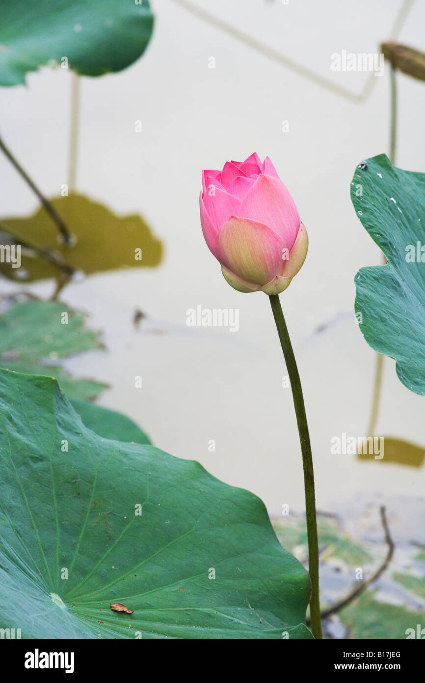 Opening lotus flower hi-res stock photography and images - Alamy