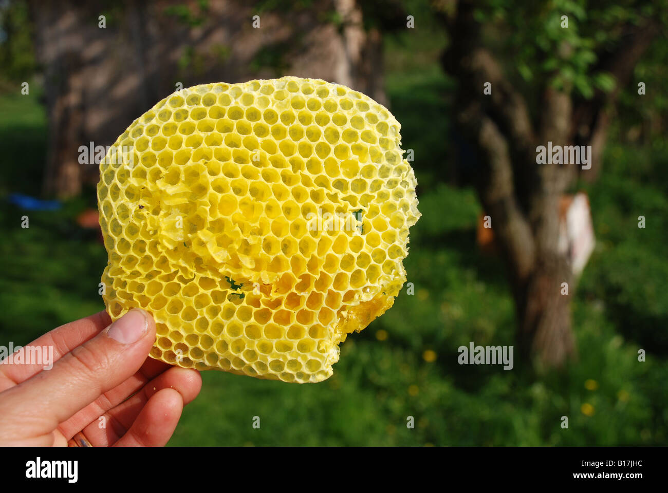 Almost honey hi-res stock photography and images - Alamy