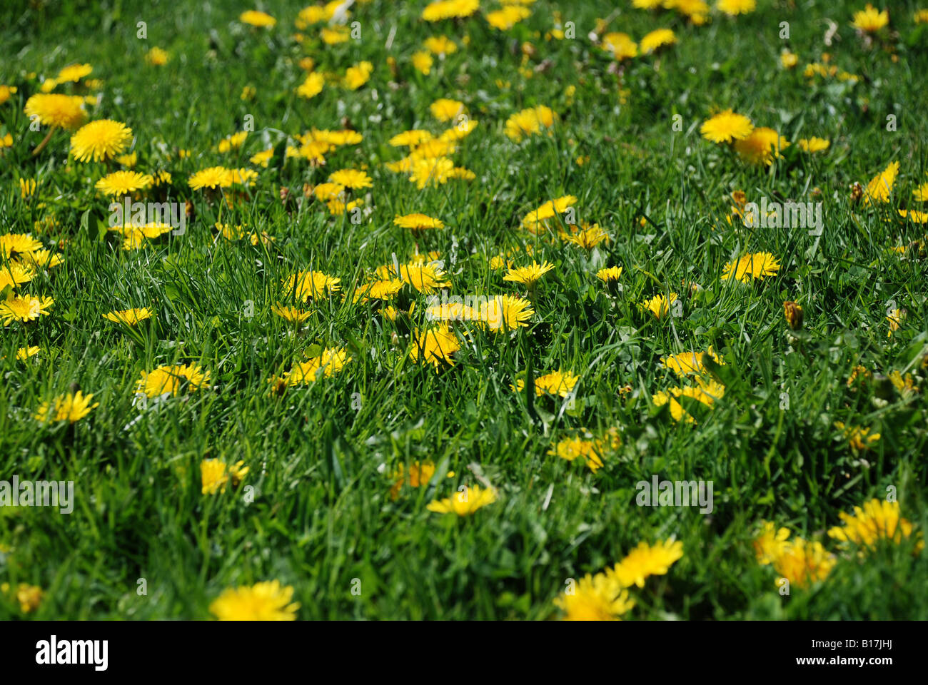 A Crowd of dandelion in grass Stock Photo - Alamy
