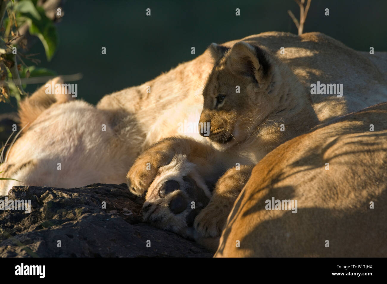 Baby Lion Cub Panthera Leo rests securely in the protection of its ...