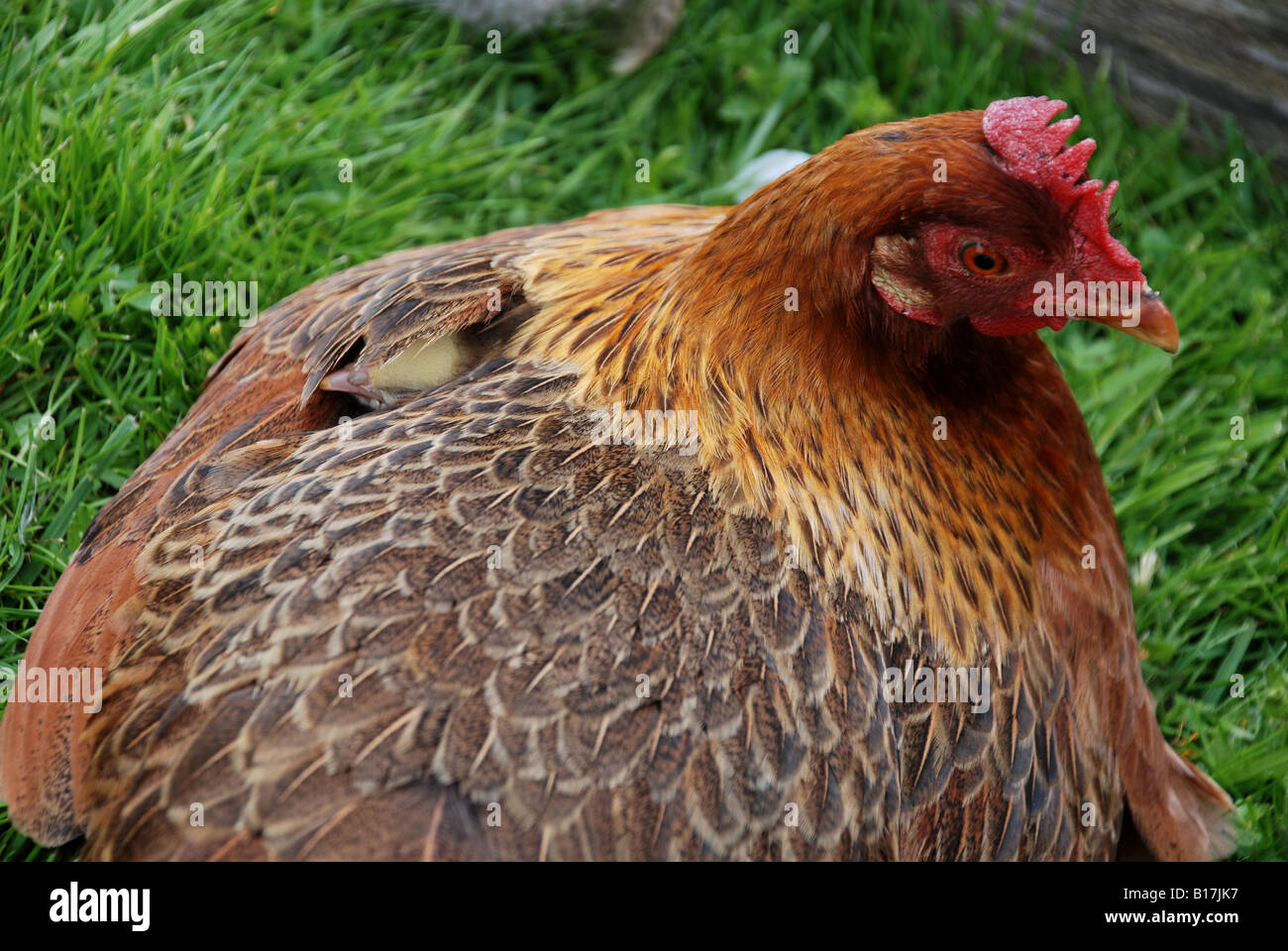 Chicken under a hen wing Stock Photo - Alamy