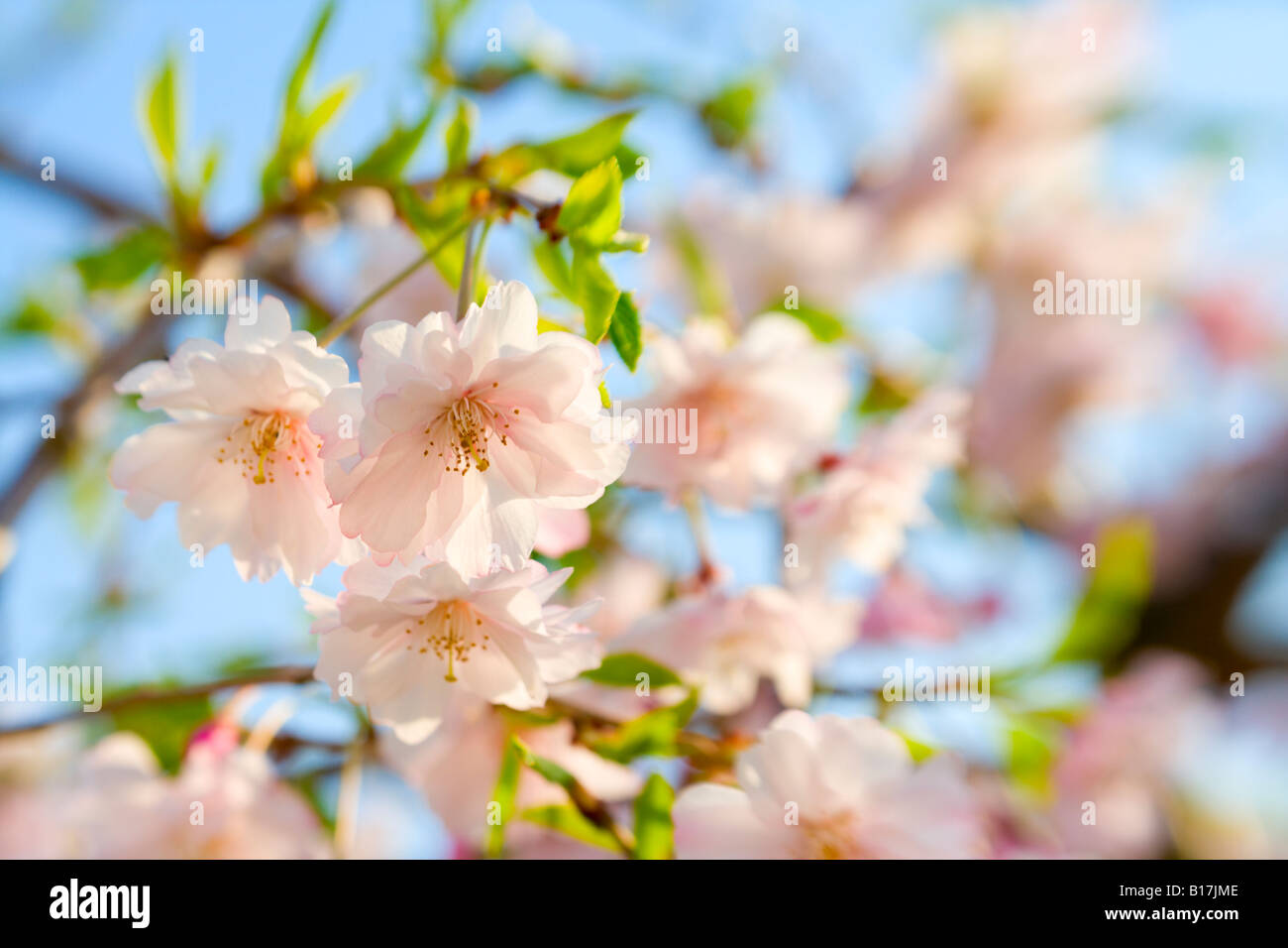 Spring blooming tree hi-res stock photography and images - Alamy