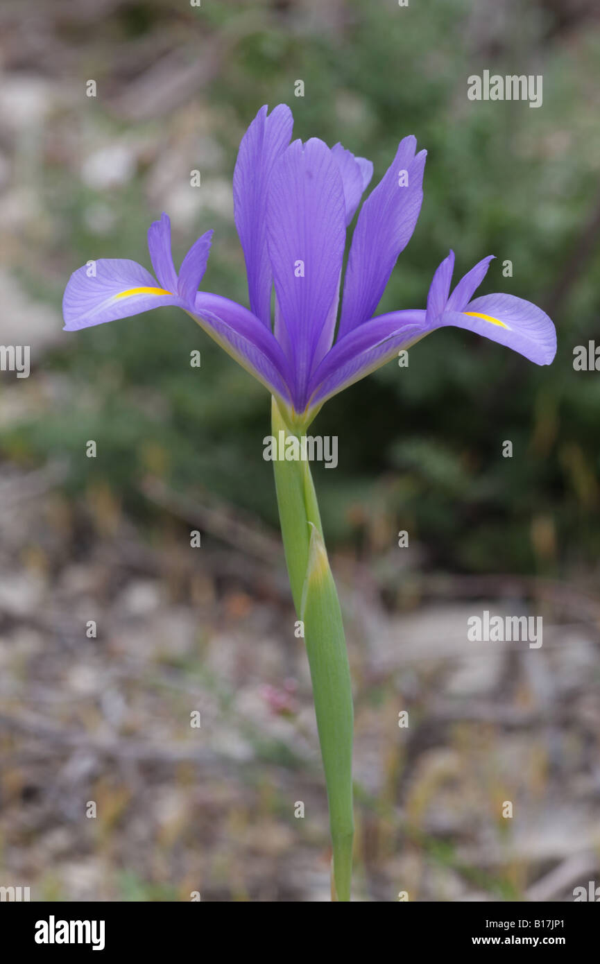 Spanish Iris - Iris xiphium Stock Photo - Alamy