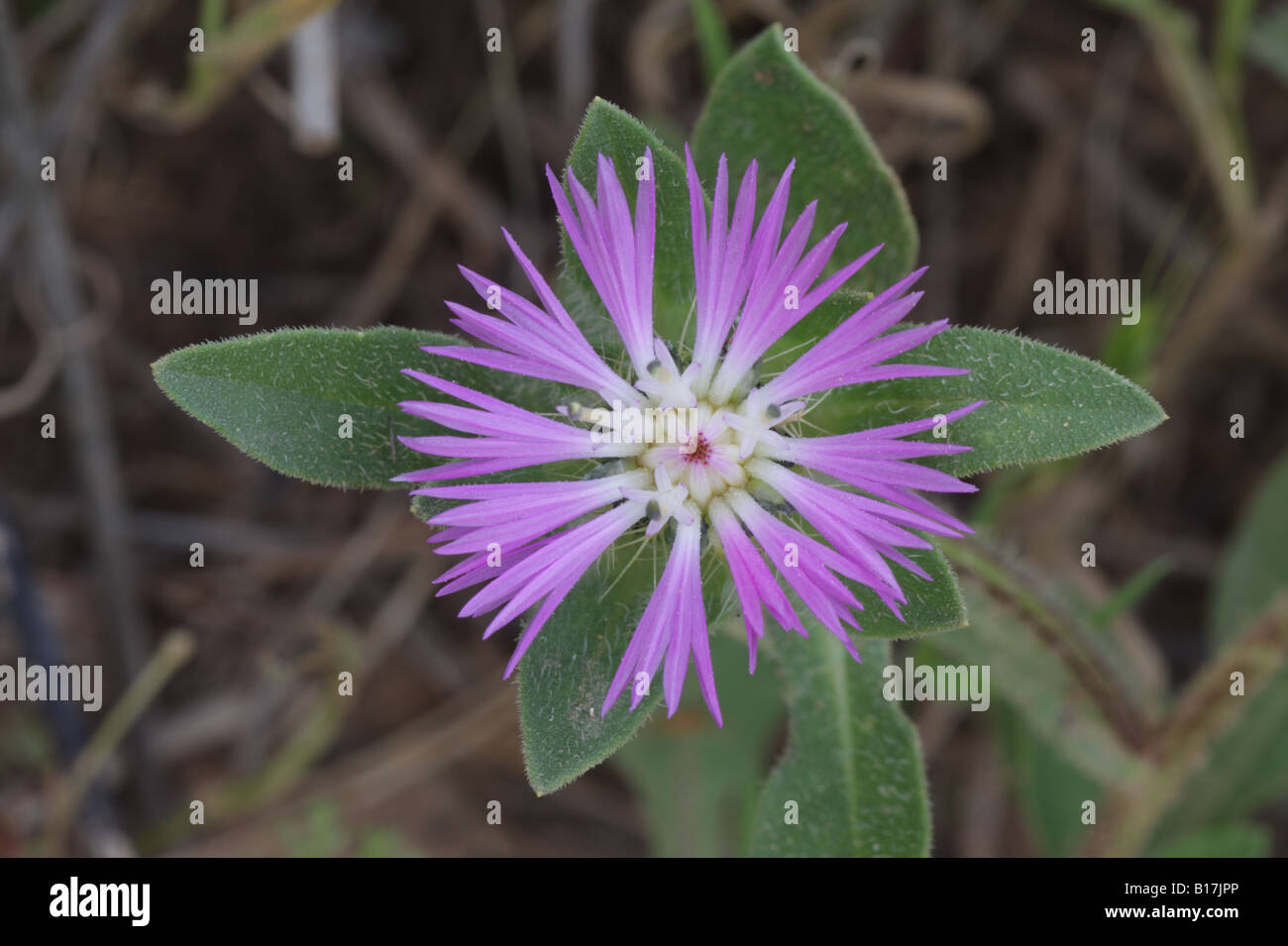 Centaurea pullata hi-res stock photography and images - Alamy