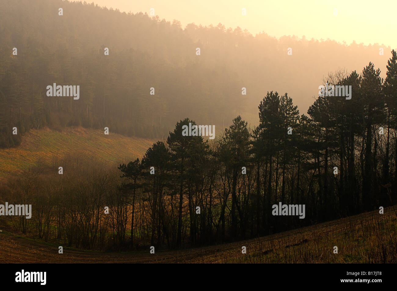 Landscape featuring trees and mist, in a diagonal fashion Stock Photo ...