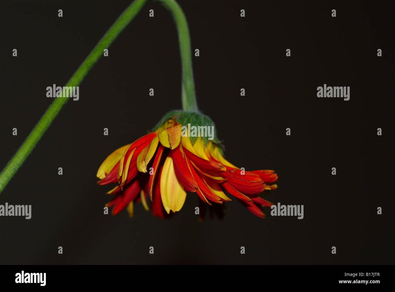 Yellow dancing flower hi-res stock photography and images - Alamy