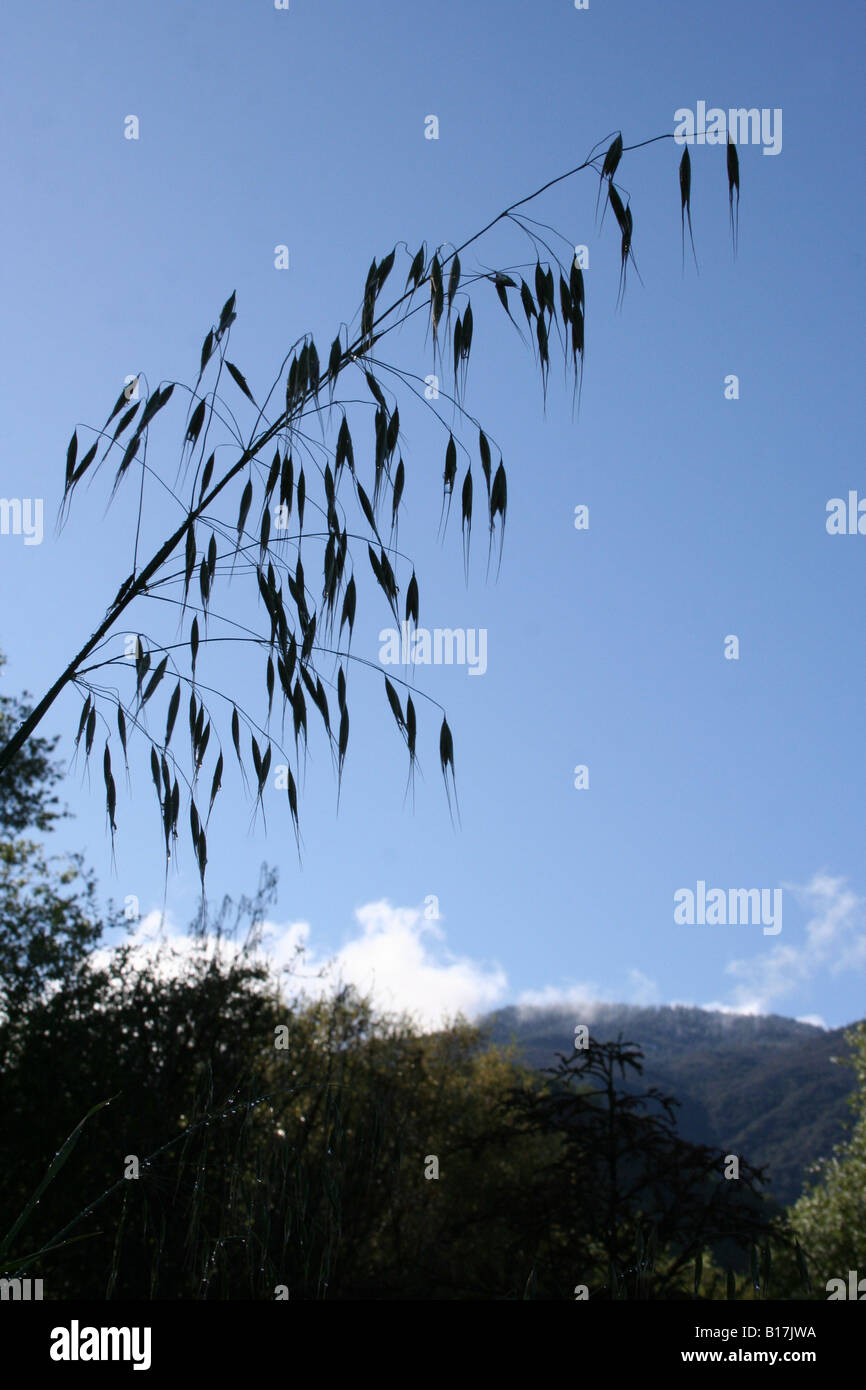 Spring oats hi-res stock photography and images - Alamy