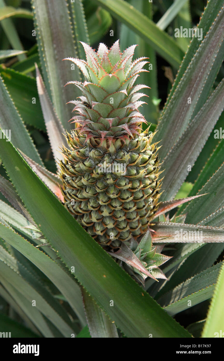 Closeup pineapple Ananas comosus growing under cultivation Kerala India ...