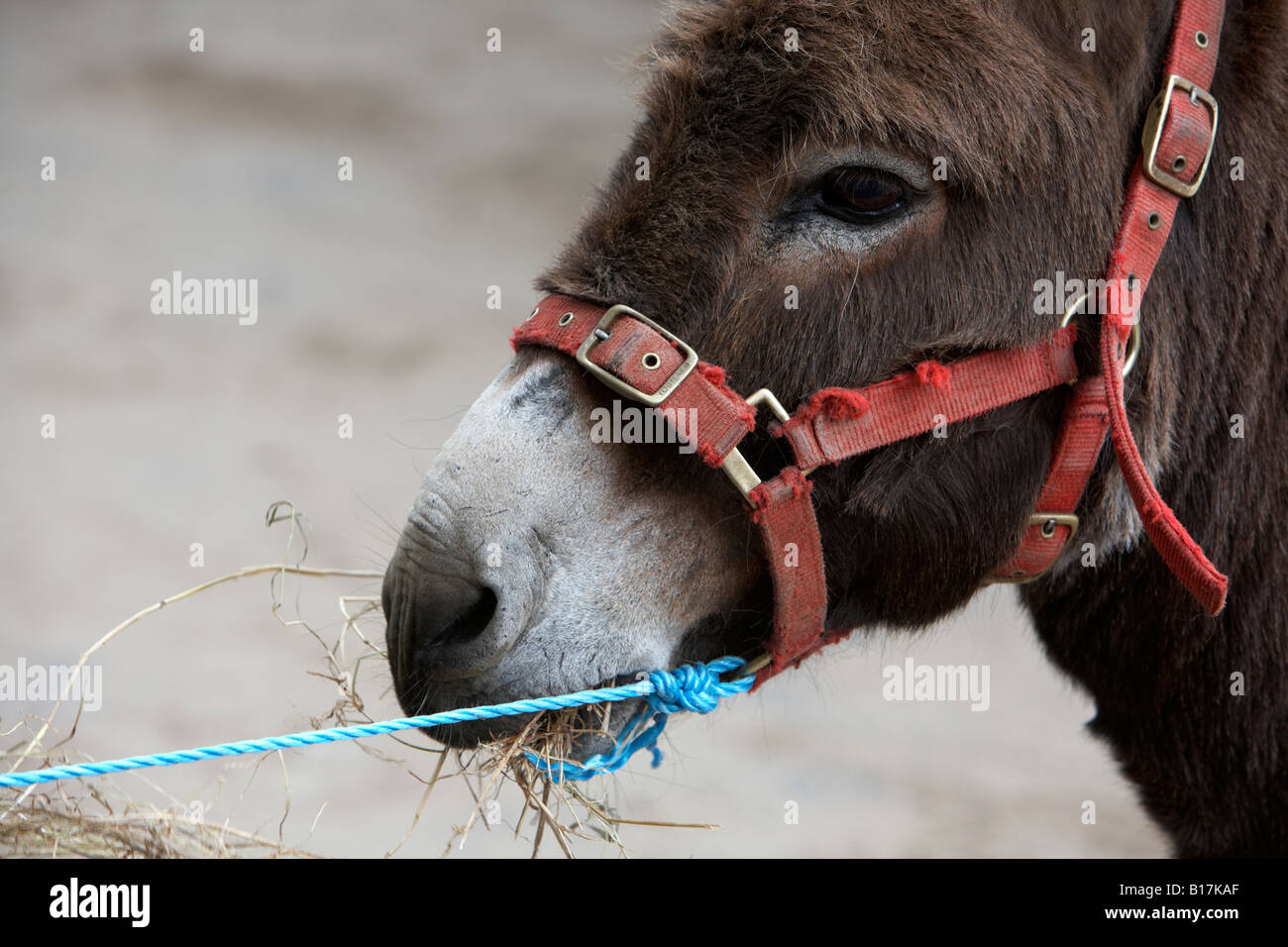 head and face of a donkey with bridle tied with blue rope eating straw ...