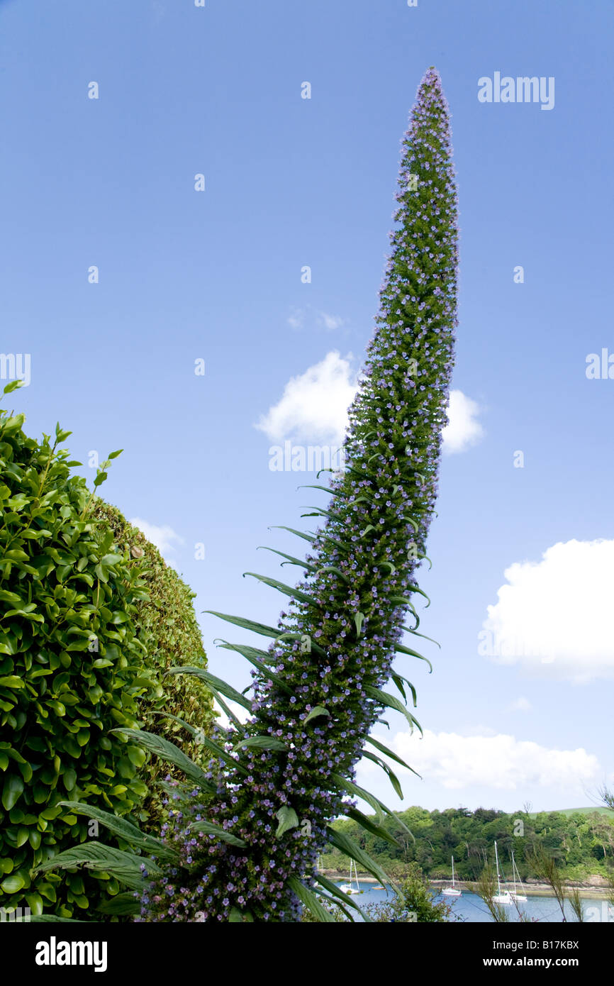 Giant Echium flower in bloom St Mawes Cornwall England Stock Photo - Alamy