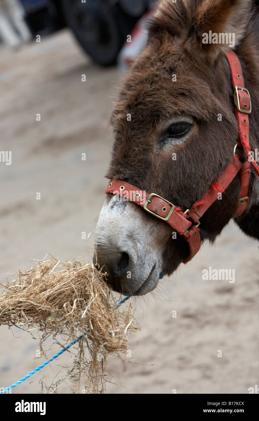 head and face of a donkey with bridle tied with blue rope eating straw ...