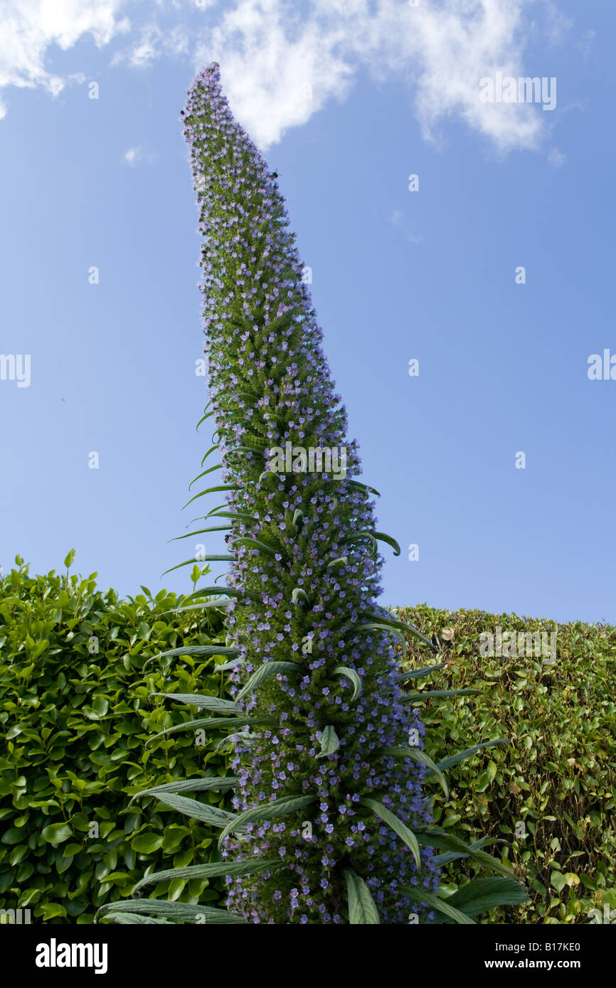 Echium Flower High Resolution Stock Photography and Images - Alamy