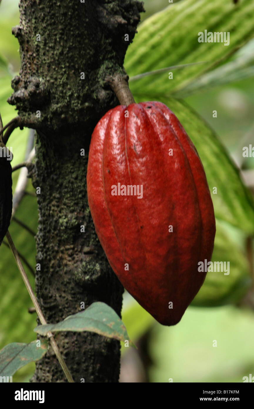 Cocoa bean tree hi-res stock photography and images - Alamy