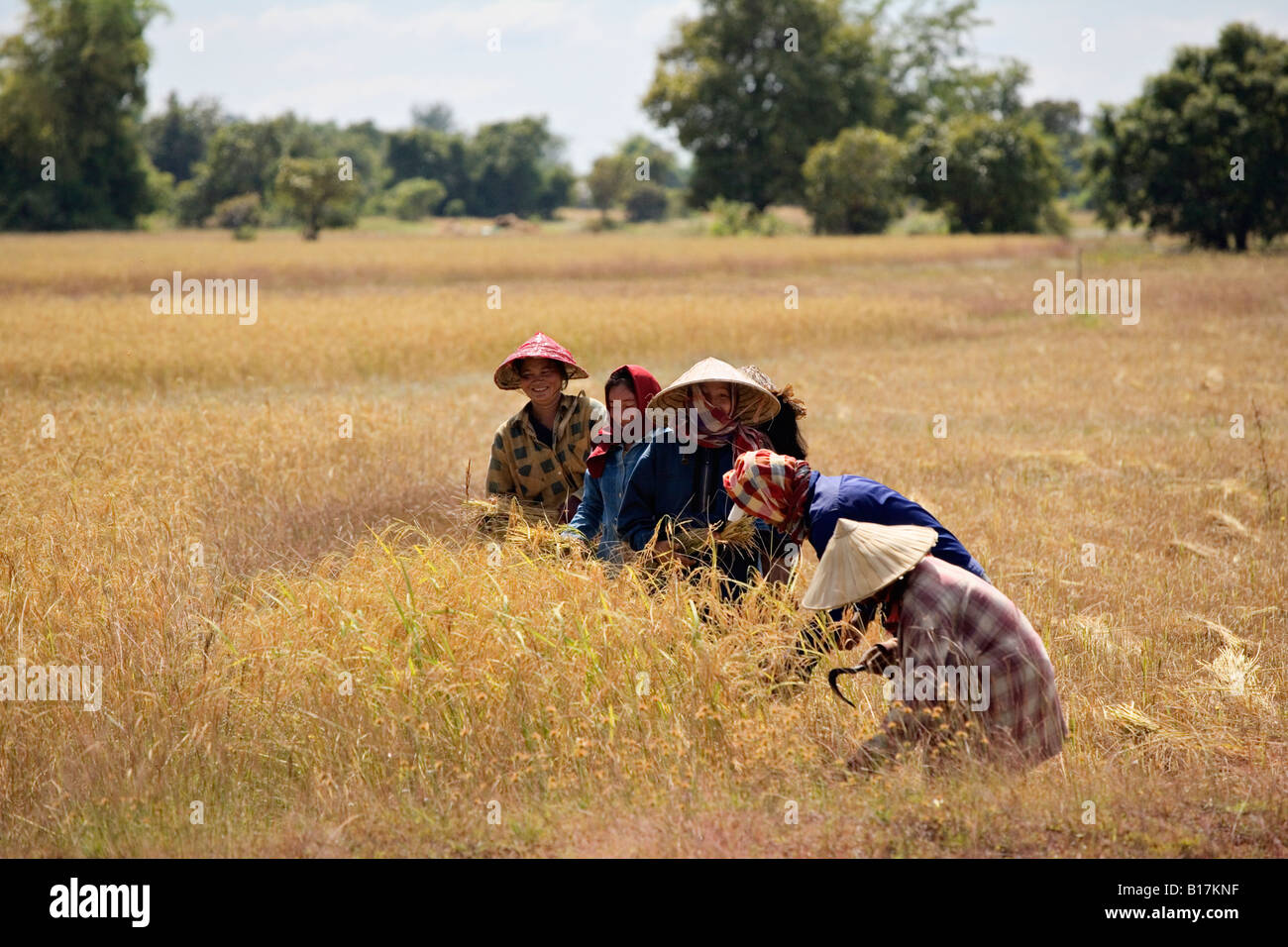 Lao women harvesting rice, southern Laos Stock Photo - Alamy