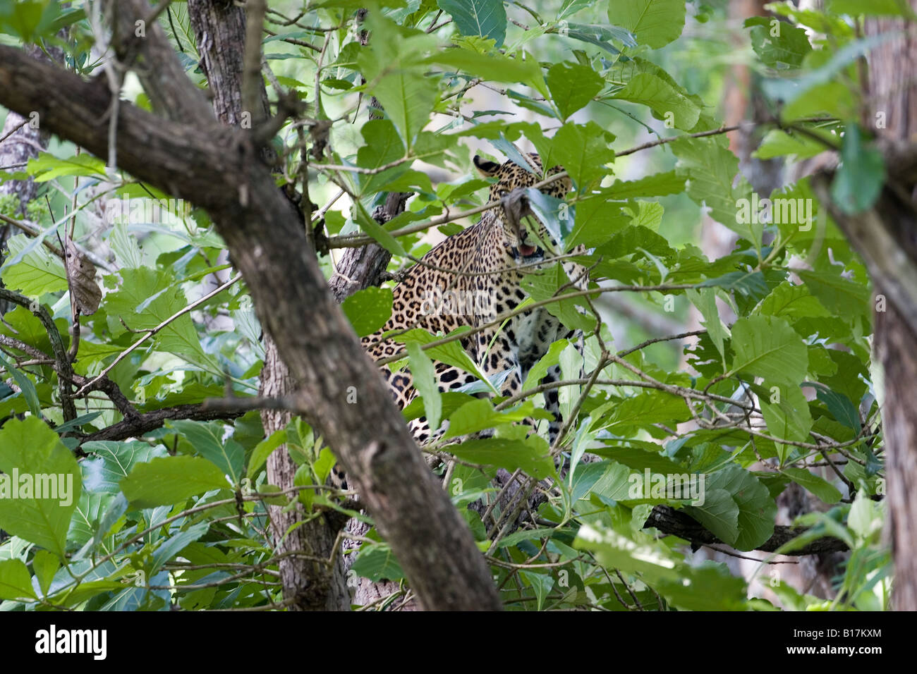 How the leopard got its spots hi-res stock photography and images - Alamy