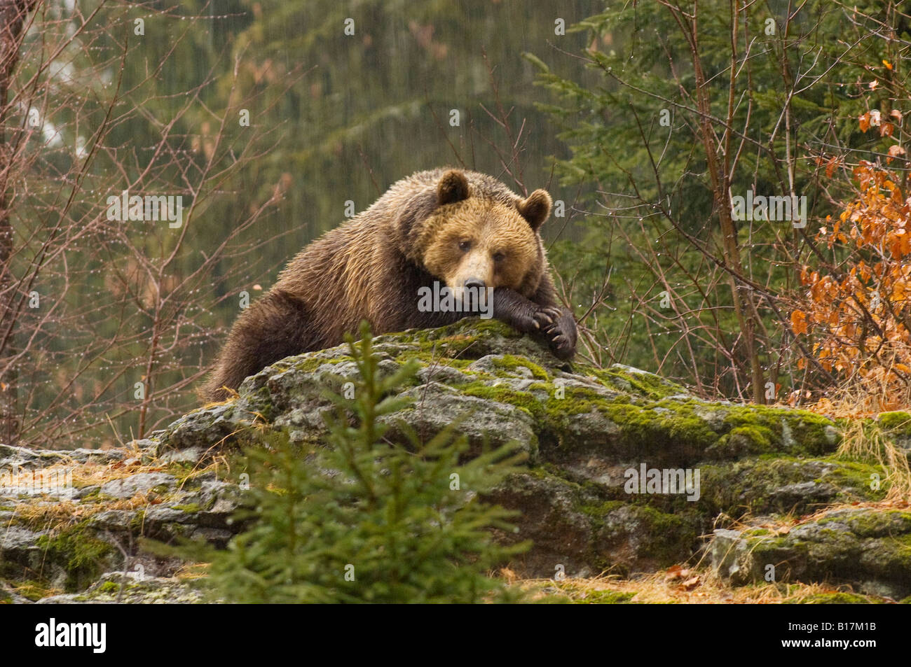European brown bear (Ursus arctos) Bavaria, Germany. Captive Stock ...