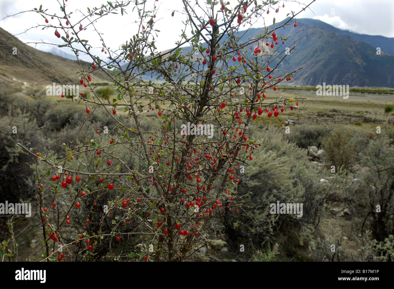 Wild Goji Berries in Nyingtri, Tibet, 24-Oct-2006 Stock Photo - Alamy