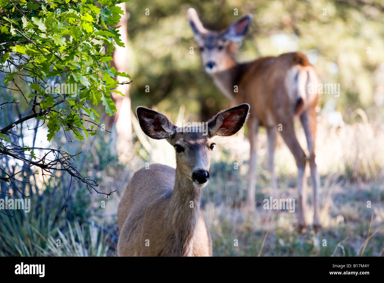 Beautiful deer in the Rocky Mountain springtime foraging for food in ...