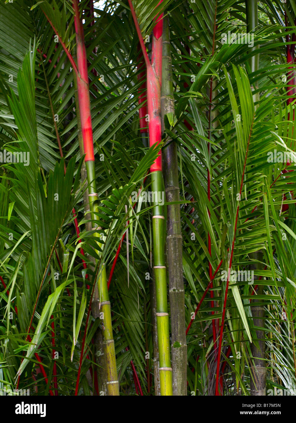 Wax Palm High Resolution Stock Photography and Images - Alamy