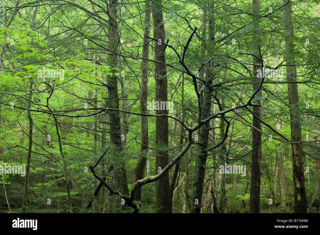 Tremont Dead Dogwood Tree Great Smoky Mtns Nat Park TN Stock Photo - Alamy