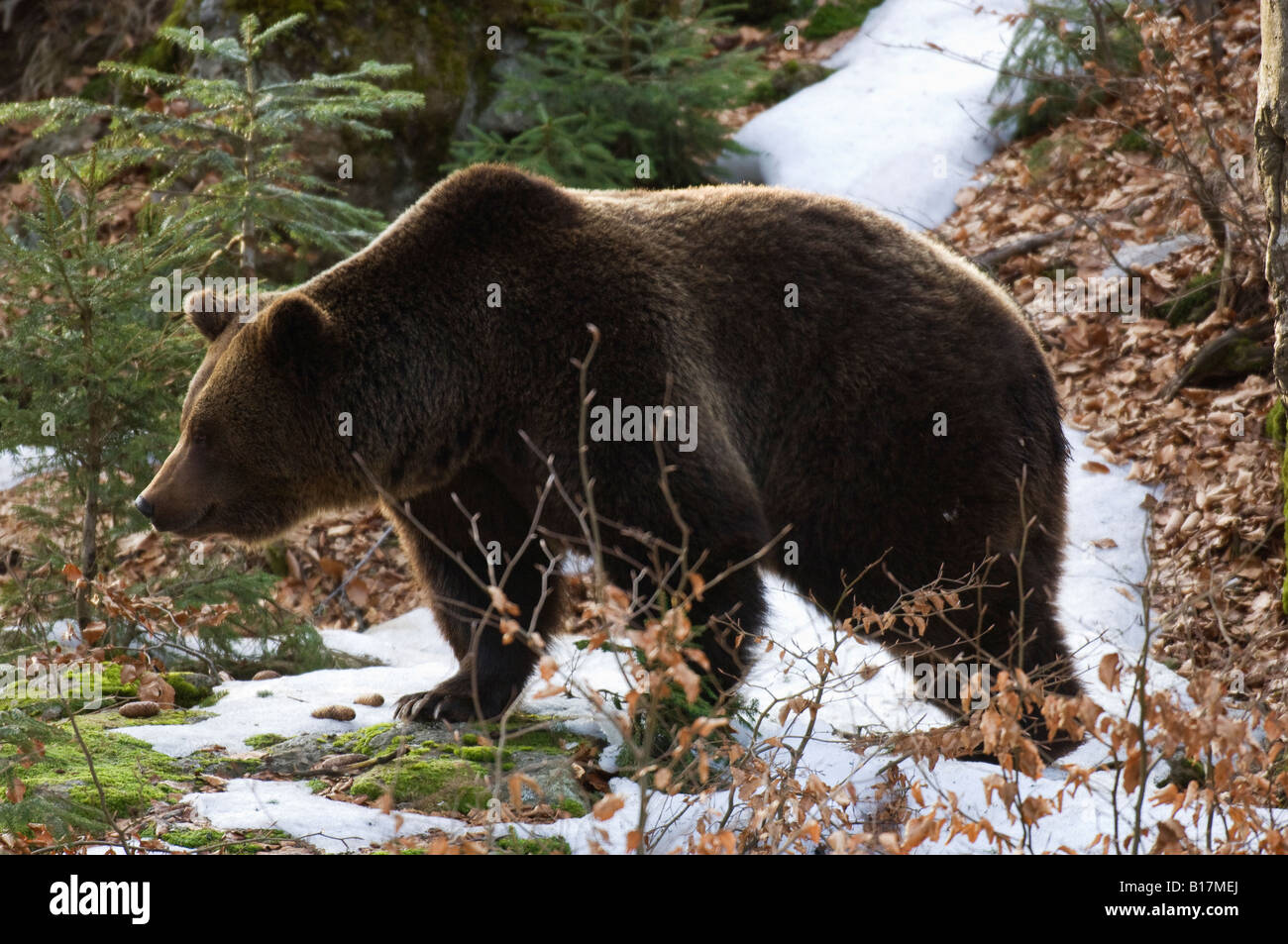 European brown bear (Ursus arctos) Bavaria, Germany. Captive Stock ...