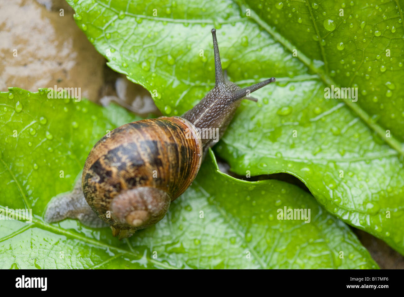 Wild life leaf snail wet Stock Photo - Alamy