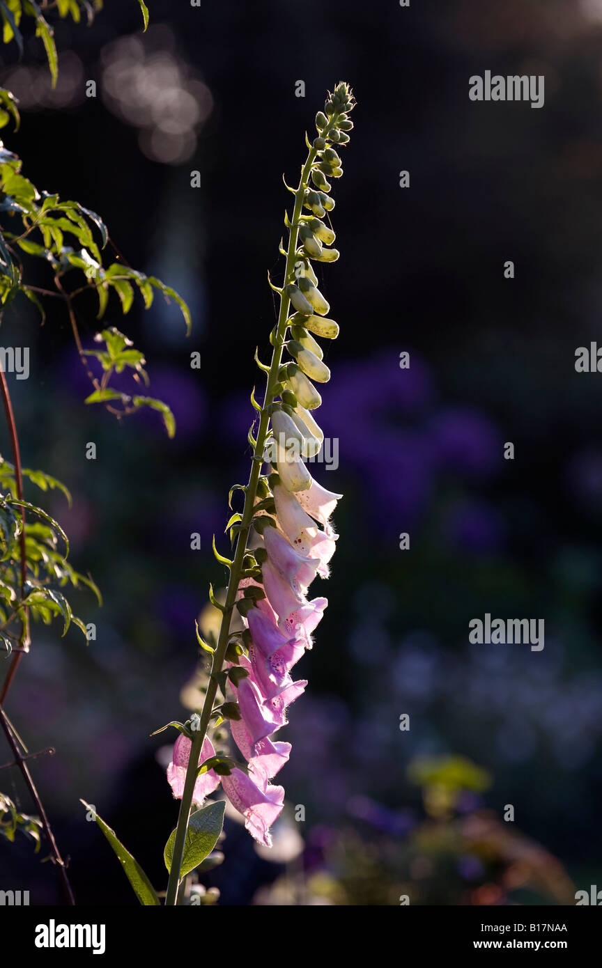 Foxglove stem background hi-res stock photography and images - Alamy