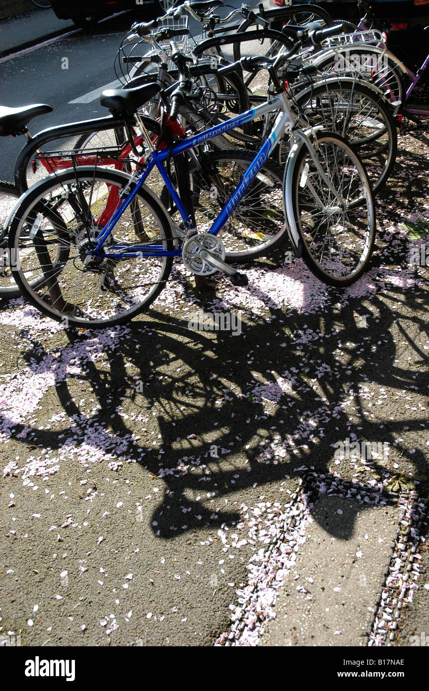 Pedal cycles parked and locked together at purpose cycle racks in ...
