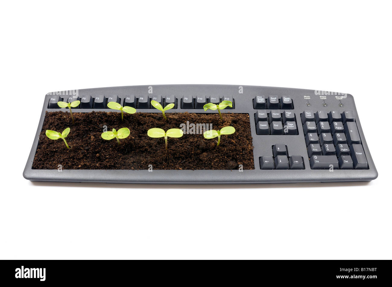 Computer keyboard with seedlings growing out of it Stock Photo - Alamy