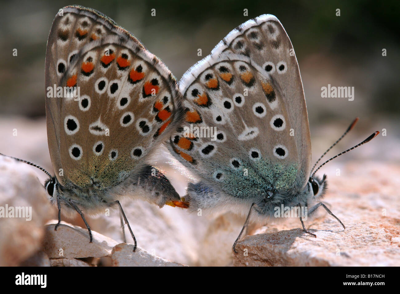 Butterfly pairing hi-res stock photography and images - Alamy