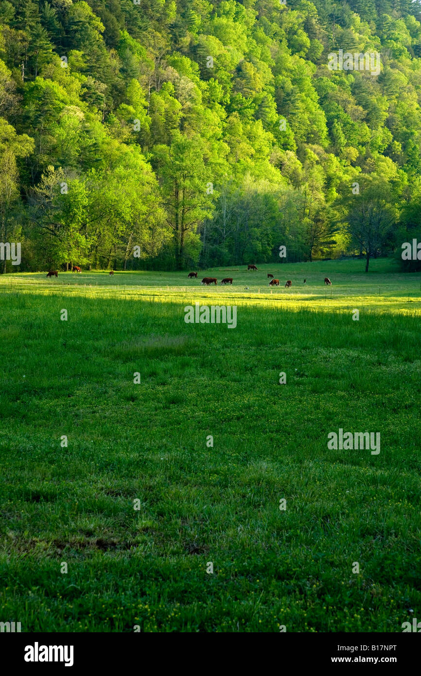 Cows Meadow East Tennessee Stock Photo - Alamy