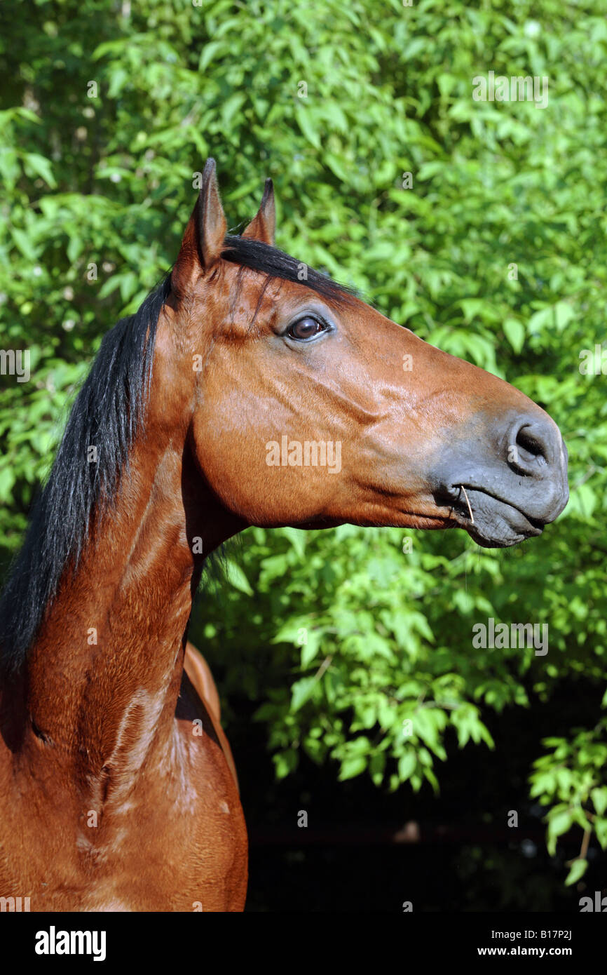 Portrait of the red thoroughbred horse Stock Photo - Alamy