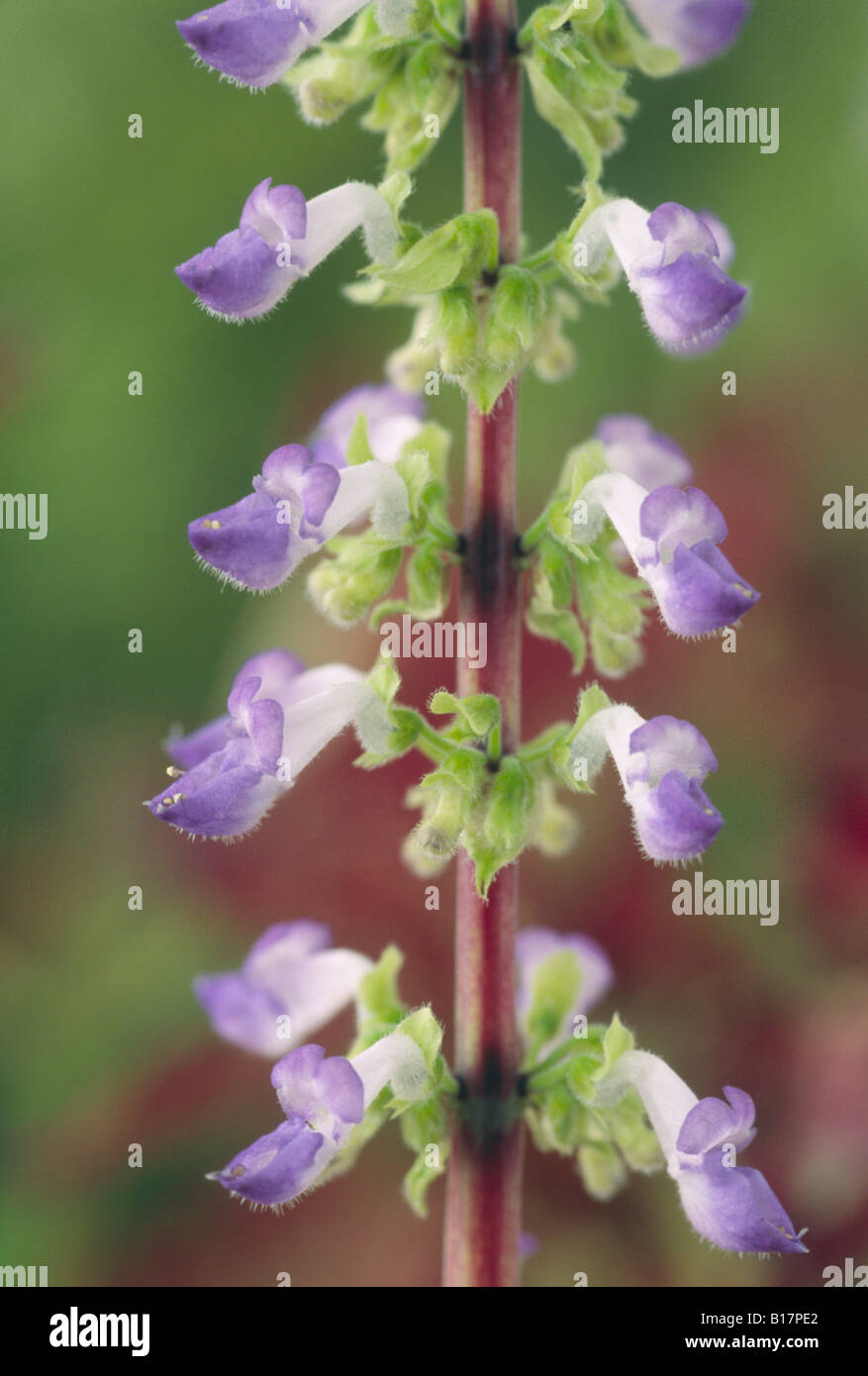 Solenostemon jupiter coleus hi-res stock photography and images - Alamy