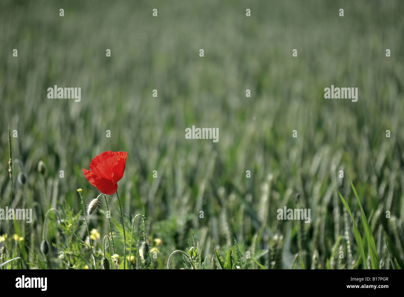 "Field poppy & field Stock Photo - Alamy